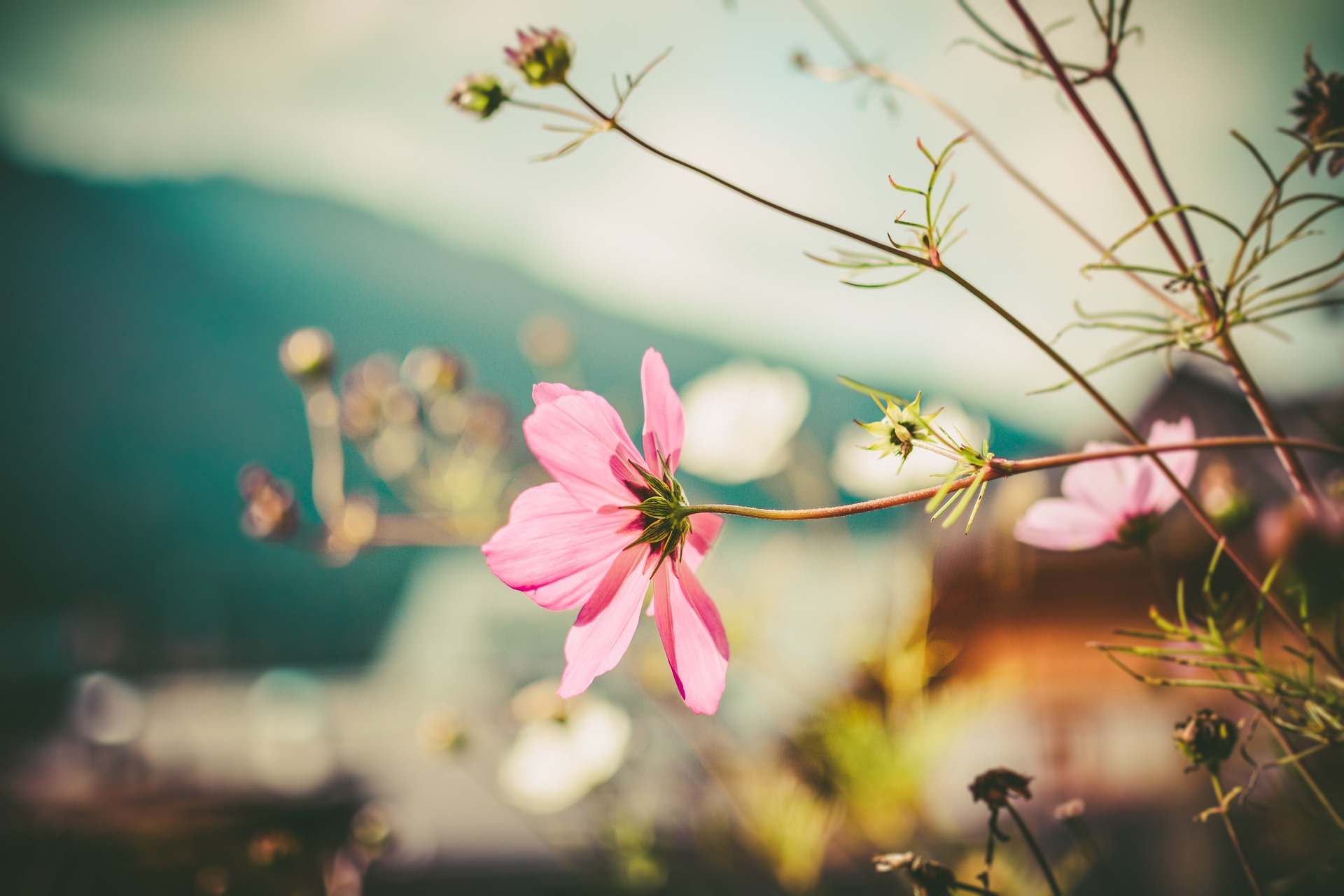 5 Flowers to Plant in September - Soil, Grow, Enjoy