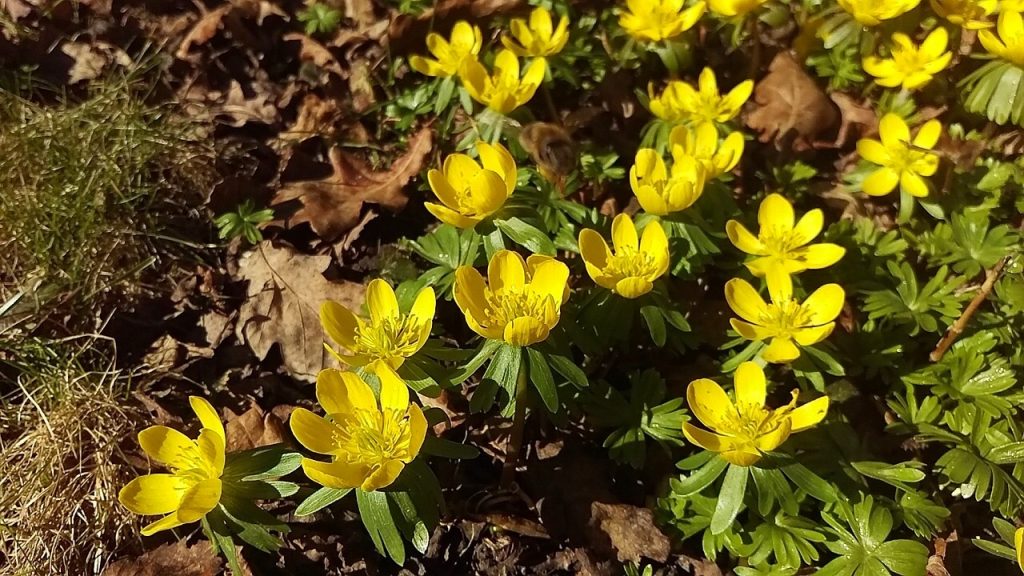 How To Grow Winter Aconite - Soil, Grow, Enjoy