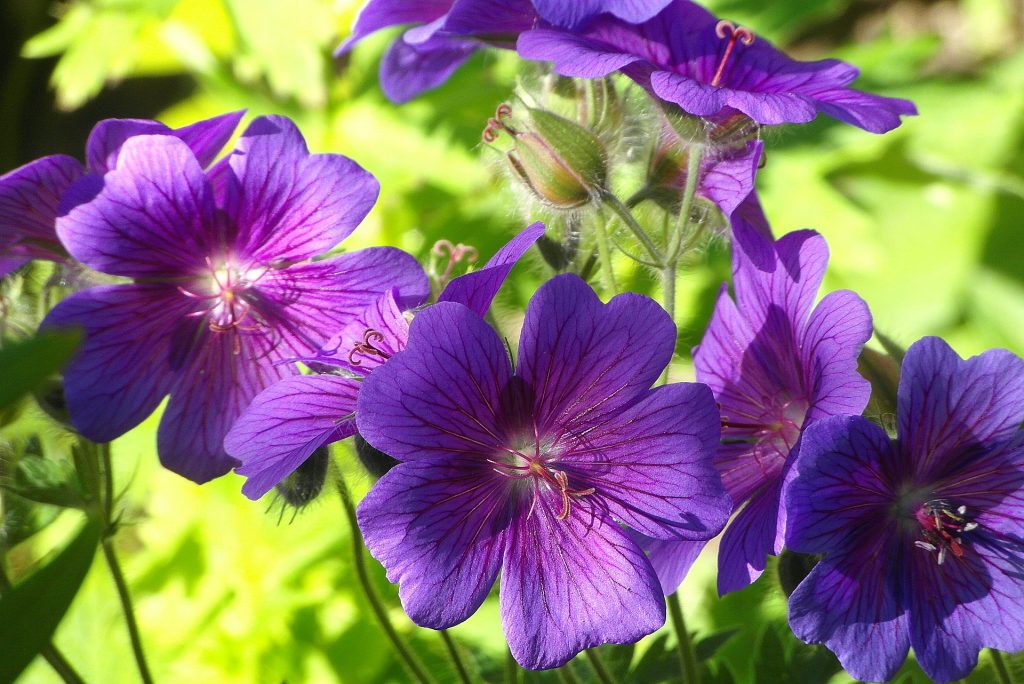 How to Grow Geraniums Easily – Best Pest Control - Soil, Grow, Enjoy