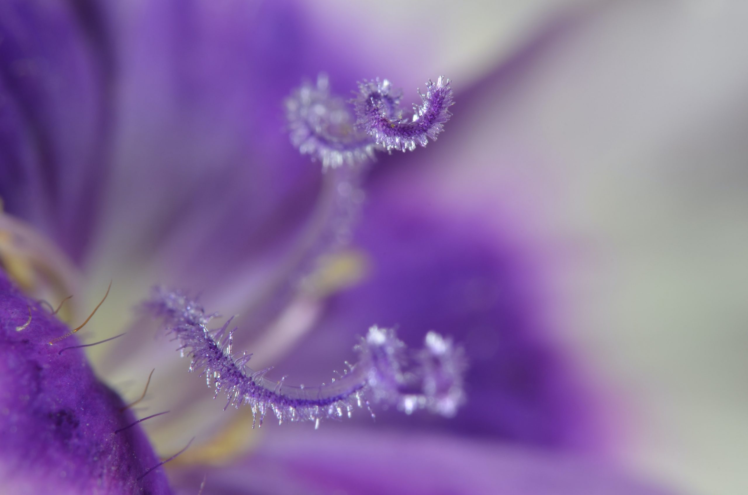 Structure and Parts of a Flower (Part 3 of 11) - Soil, Grow, Enjoy